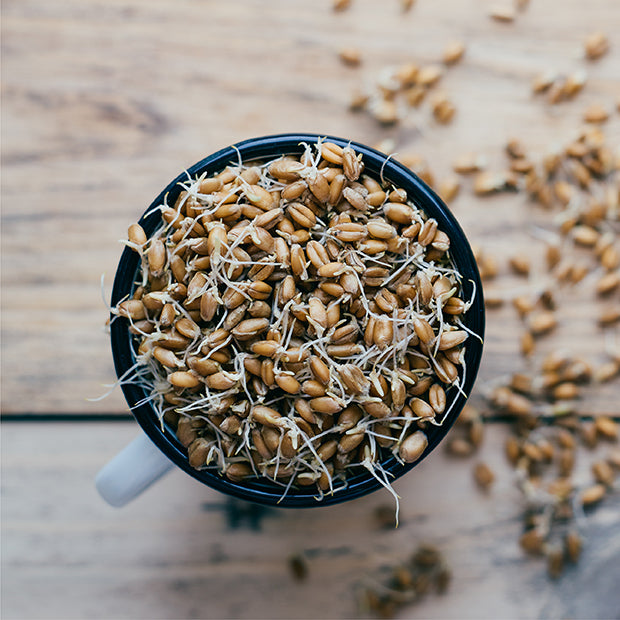 Morelli Gourmet Pasta from Tuscany Italy since 1860 | Morelli Pasta